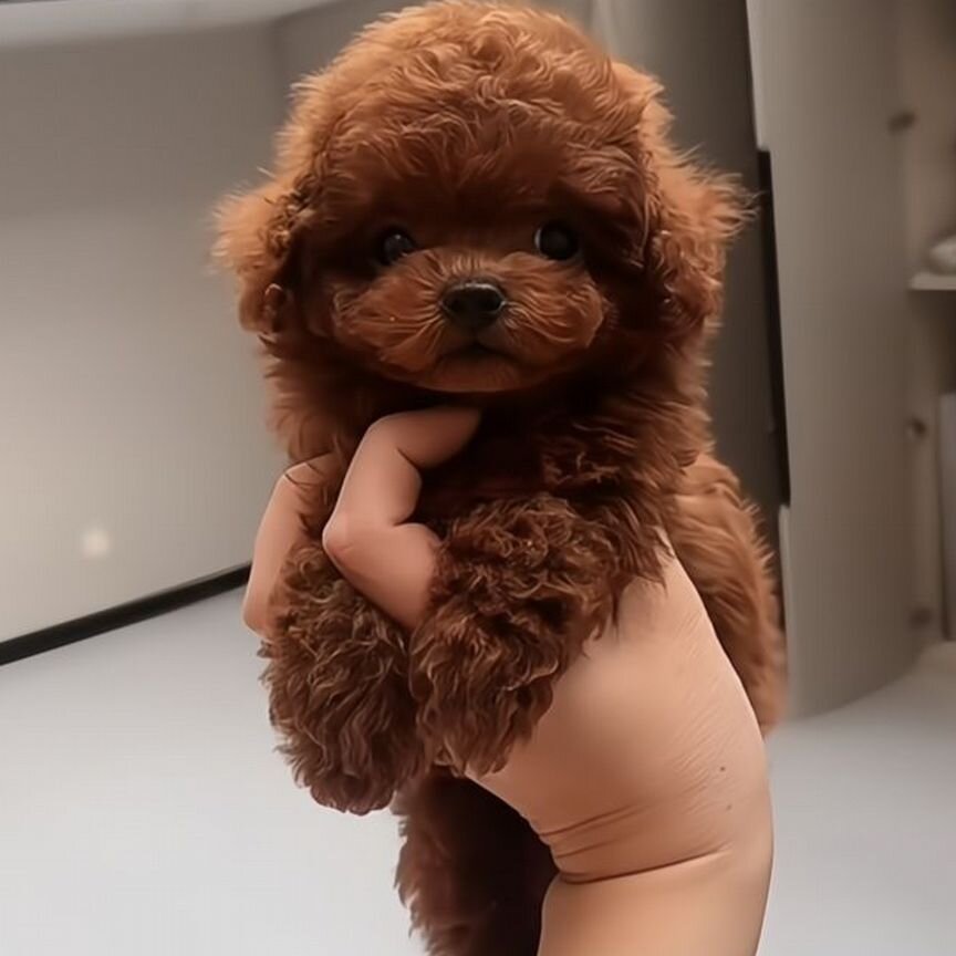 Той-пудель, щенок