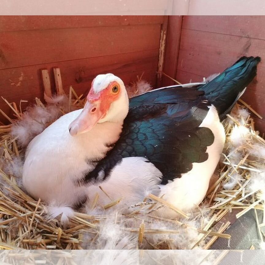 Индоутки и селезни