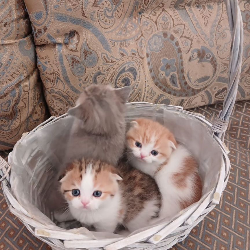 Продам шотландских котят