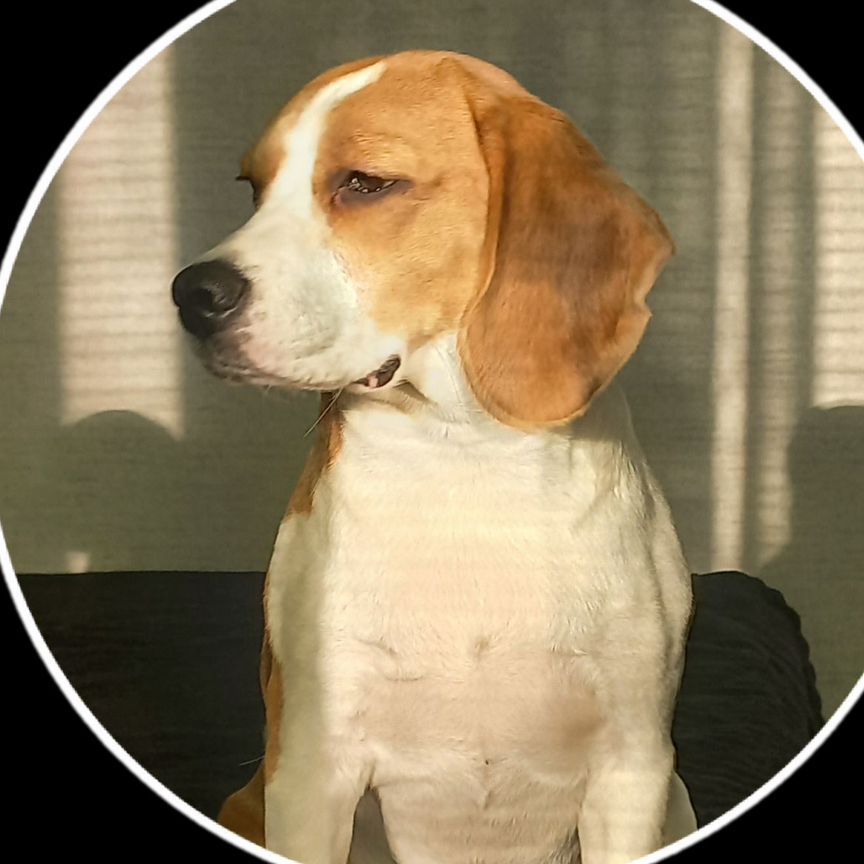 Бигль, взрослая собака