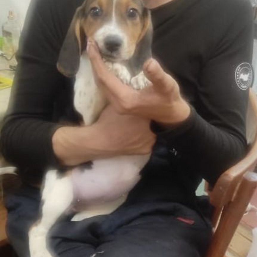 Эстонская гончая щенки