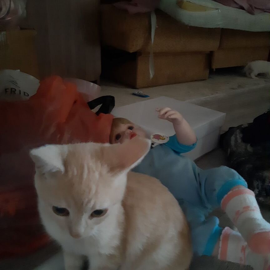 Котята в добрые руки бесплатно