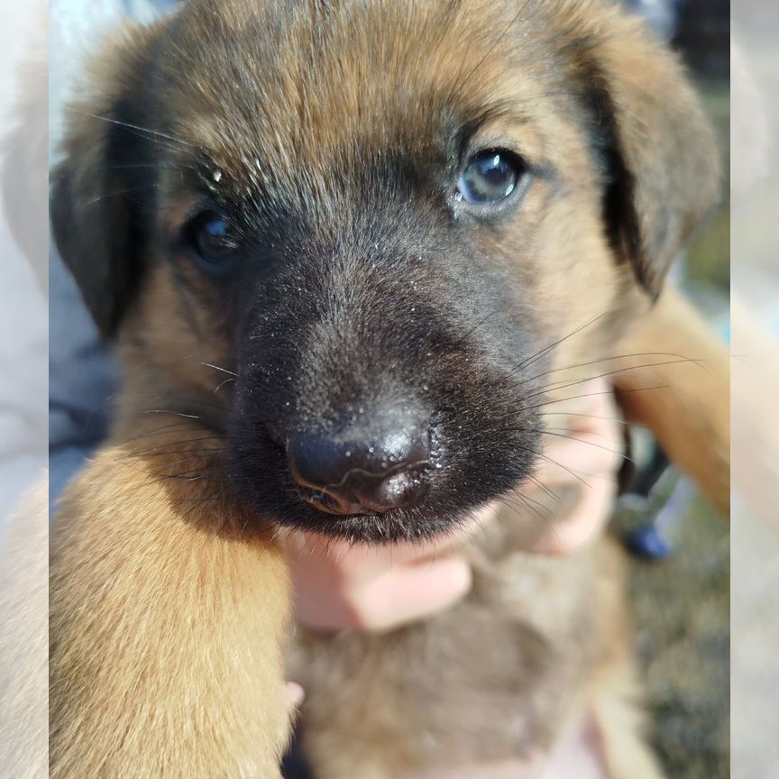 Щенок в добрые руки