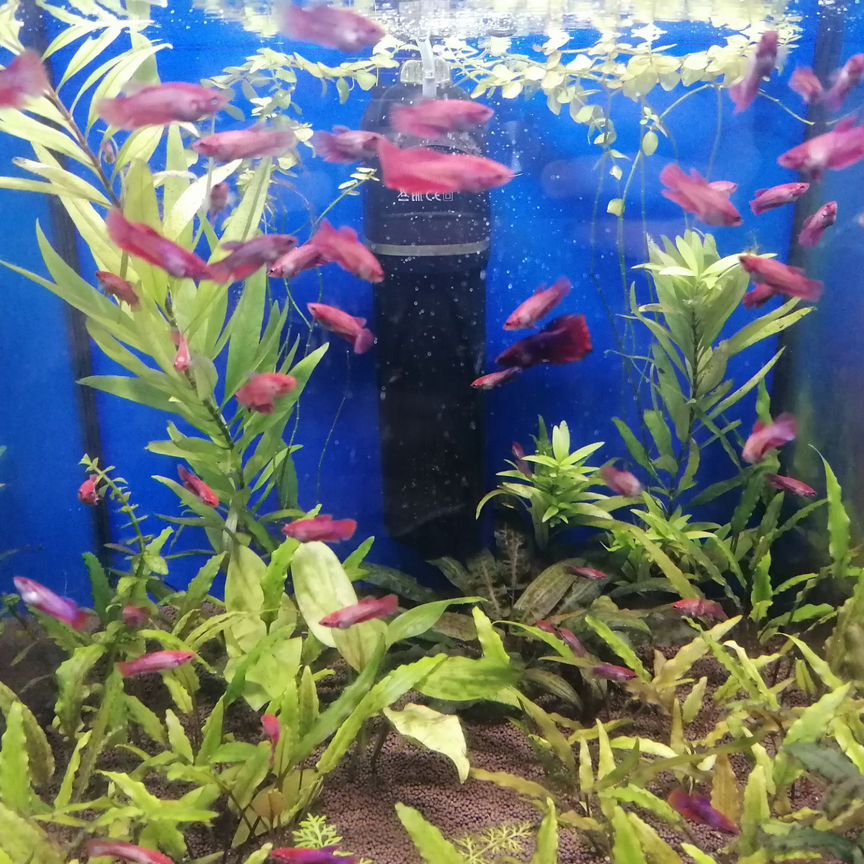 Петушок, подростки