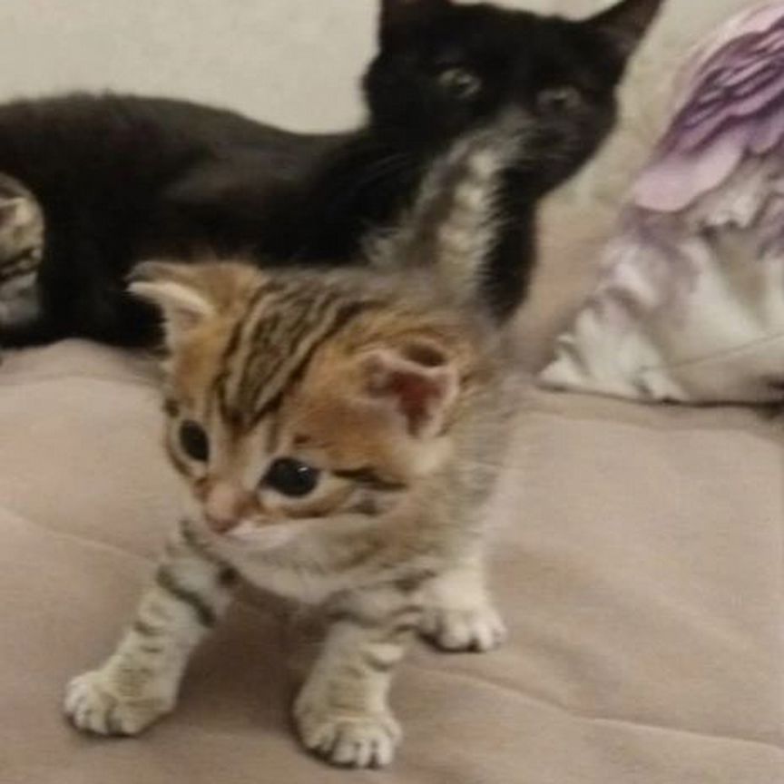 Котёнок в добрые руки
