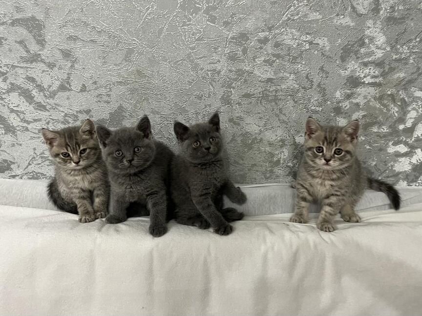 Британские котята