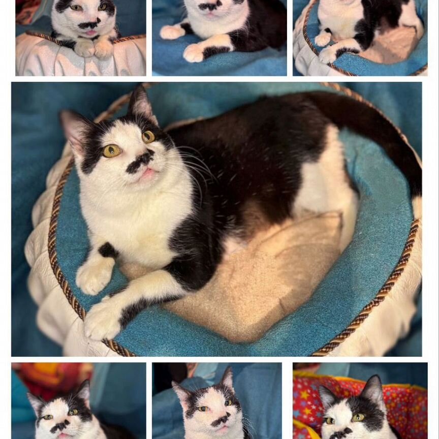 В добрые руки котик