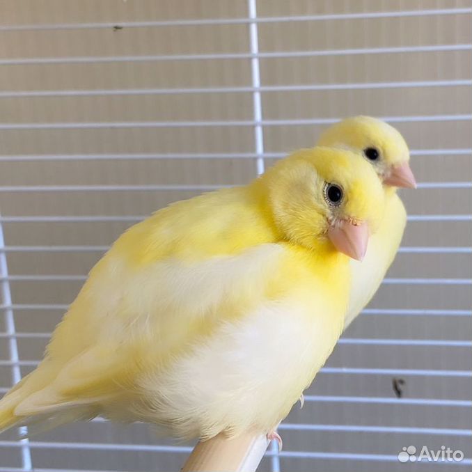 Канарейки Файф Фенси