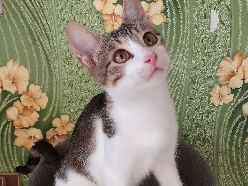 Супер ласковый котя