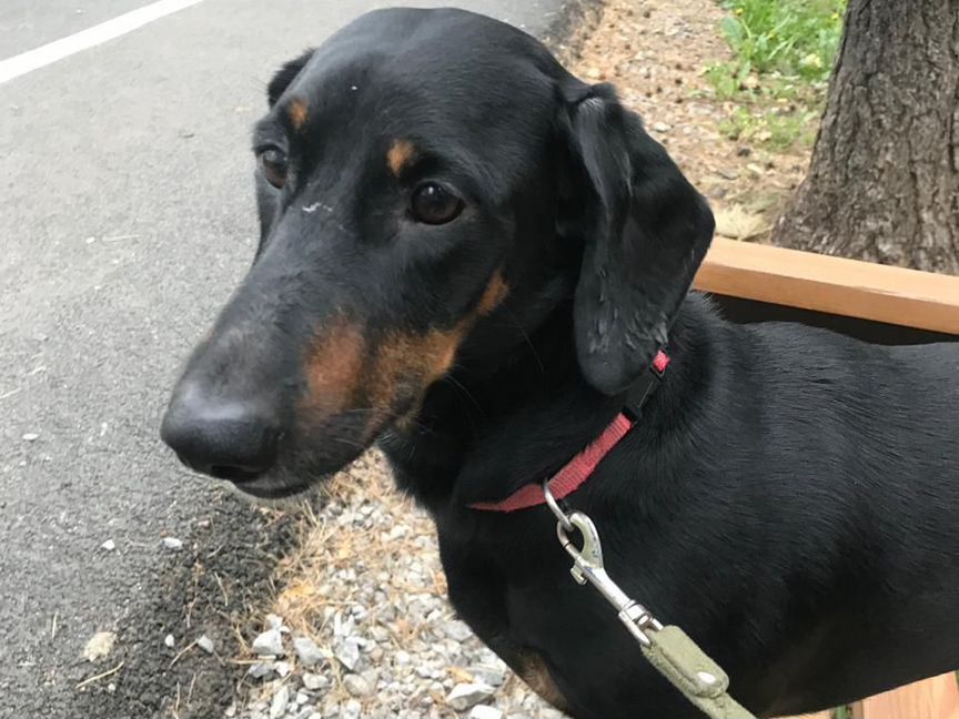 Такса в добрые руки