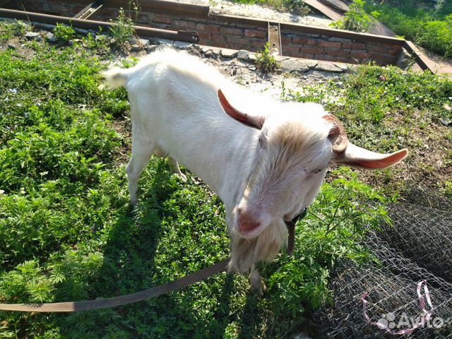 Козел племенной