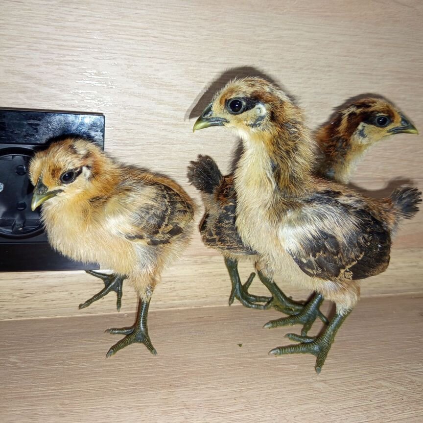 Цыплята породистых курей