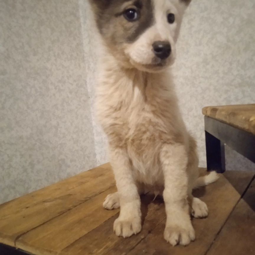 В добрые руки мальчики