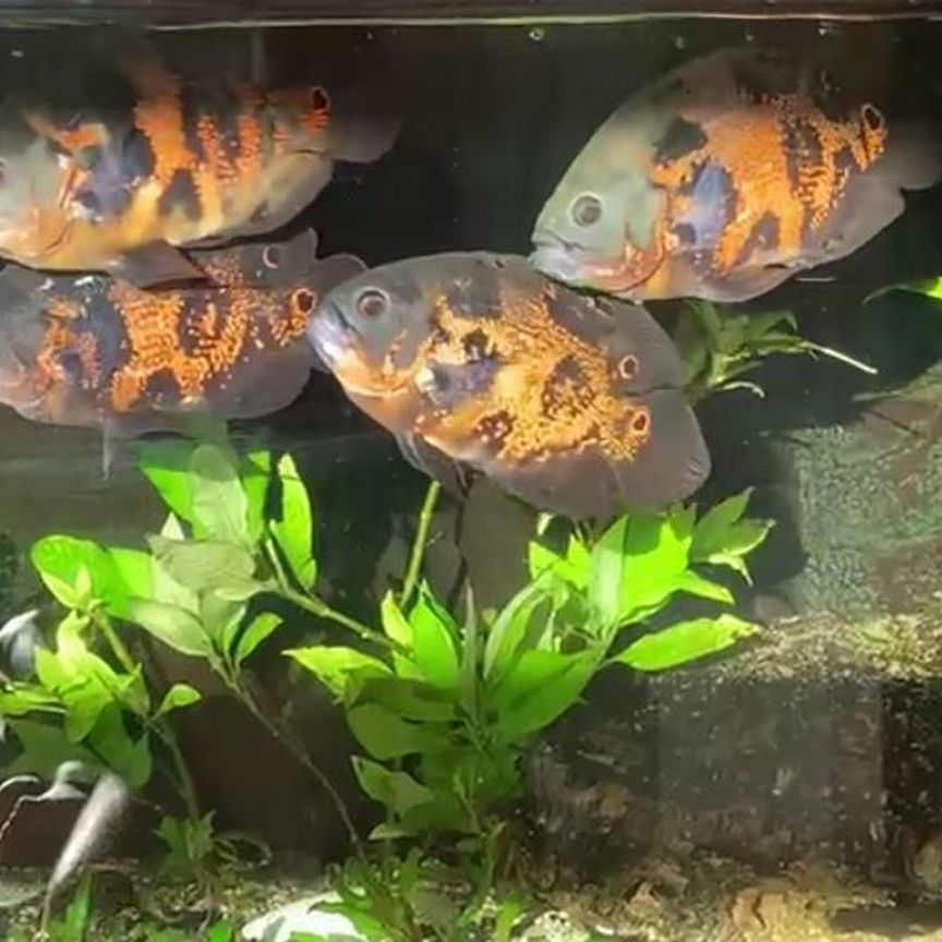 Аквариумные рыбки