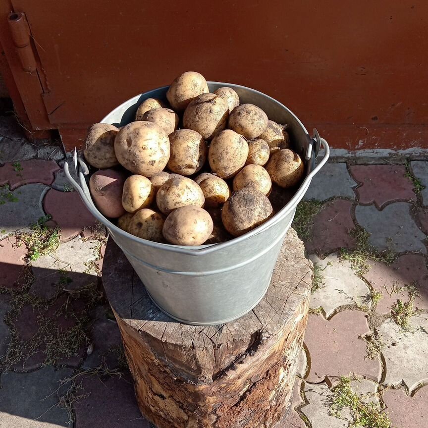 Продам картофель на корм