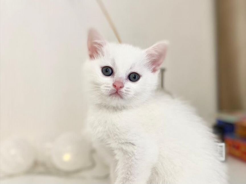 Котята шотландские, породистые