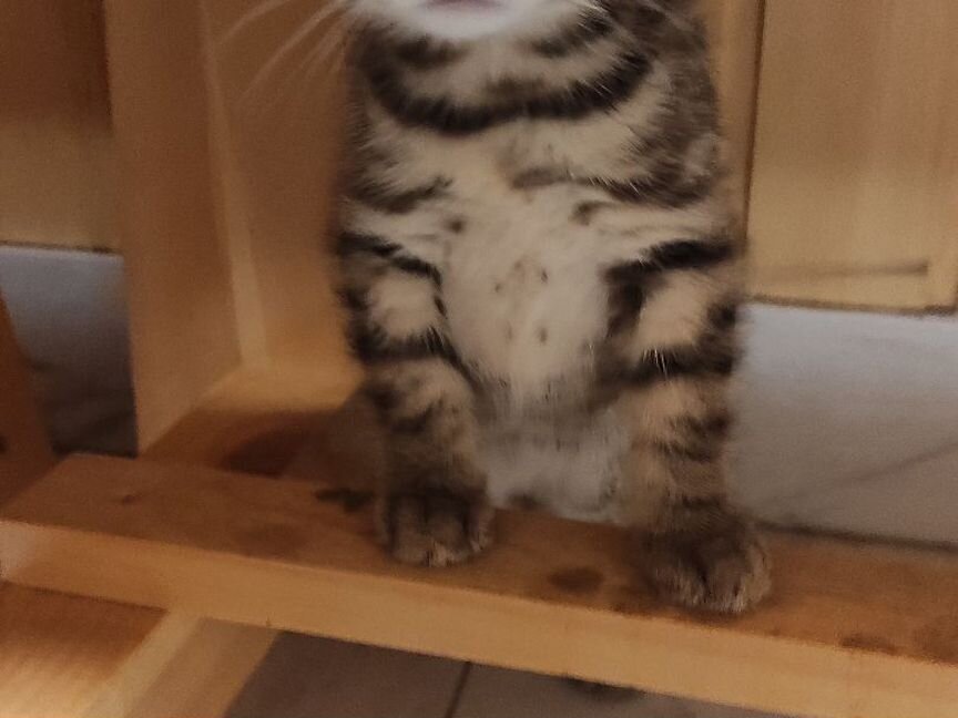 Котенок в добрые руки