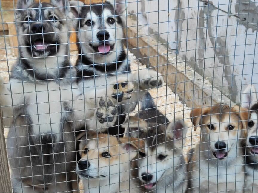 Щенки бесплатно