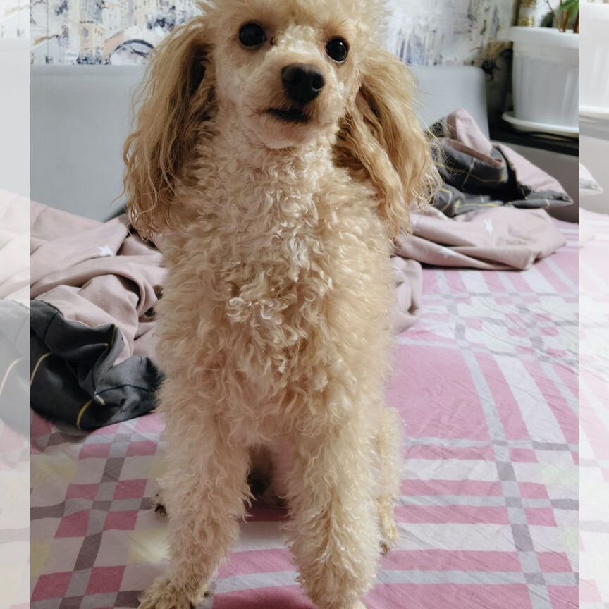 Той-пудель, вязка