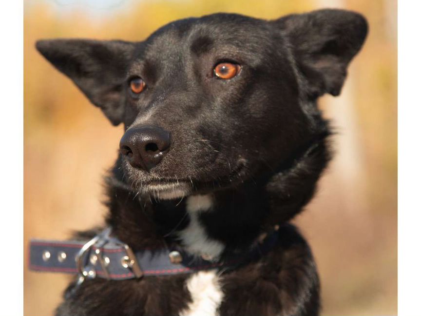 Собака в добрые руки