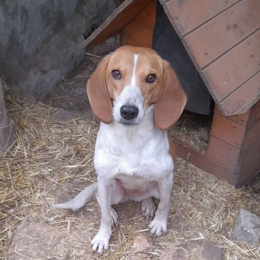 Эстонская гончая