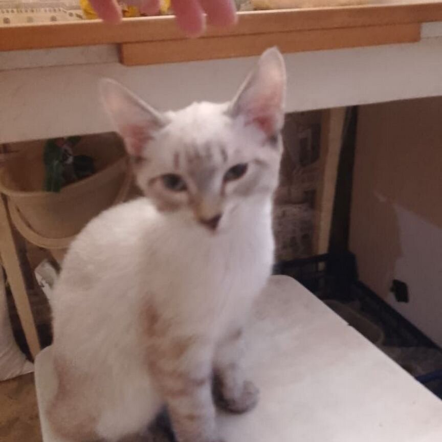 Котёнок в добрые руки