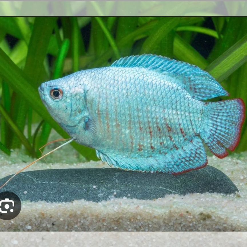 Лялиус небесно-голубой