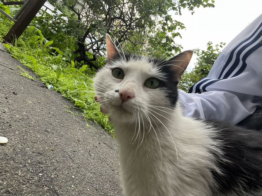 Кошка в дар