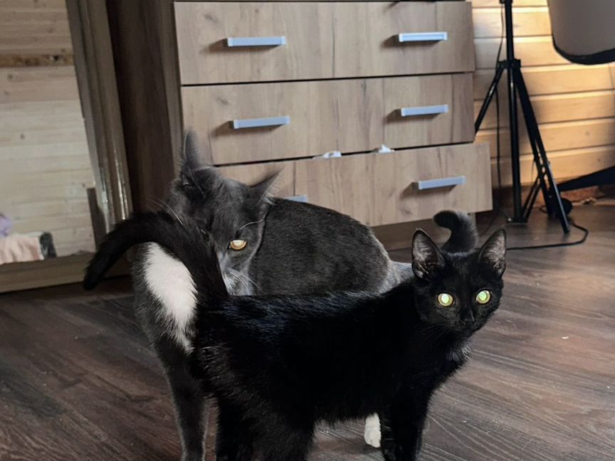 Черная кошечка на удачу