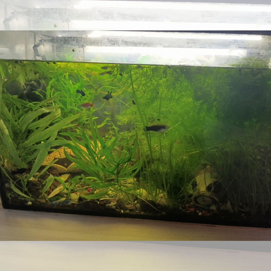 Аквариумные растения