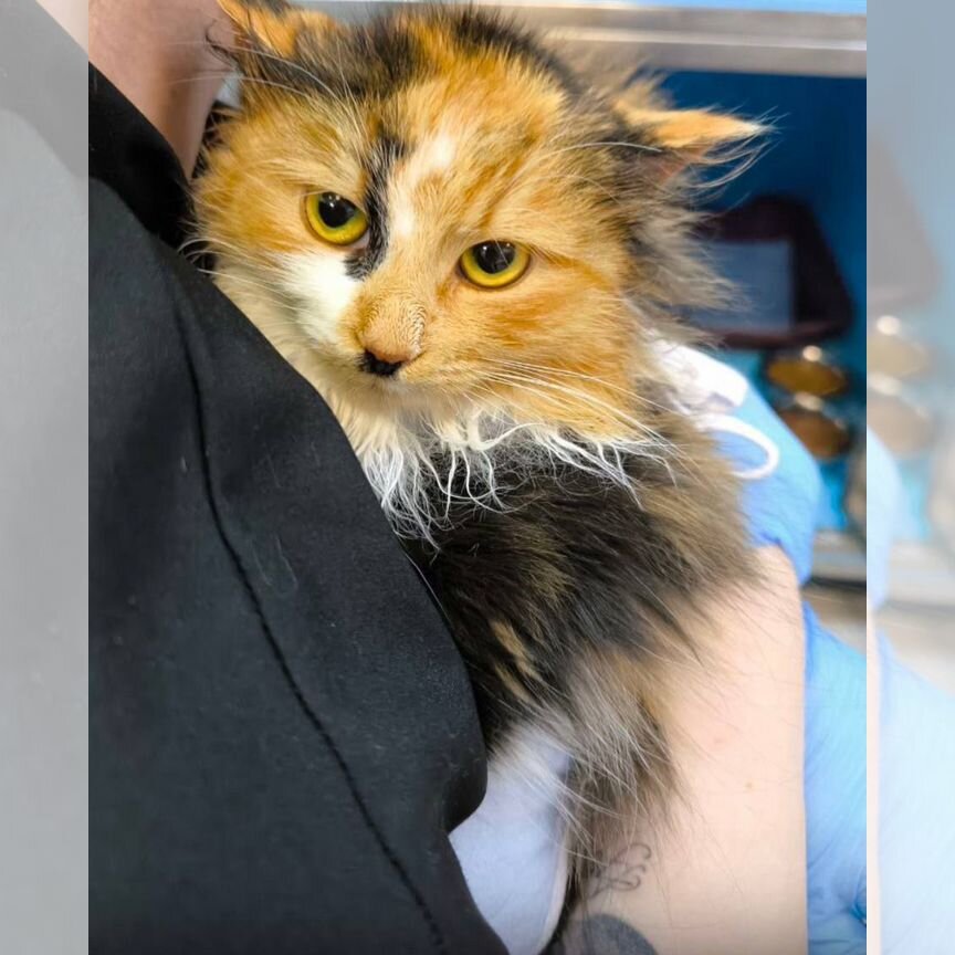 Котёнок в добрые руки