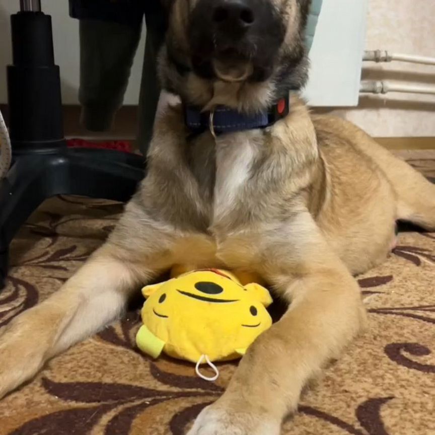 Щенок в добрые руки бесплатно