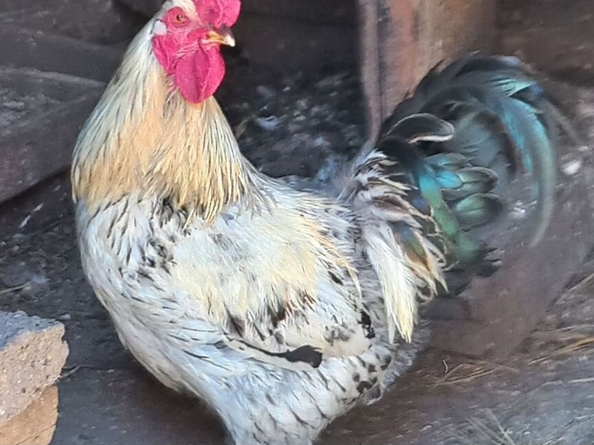 Петухи годовалые, крупные