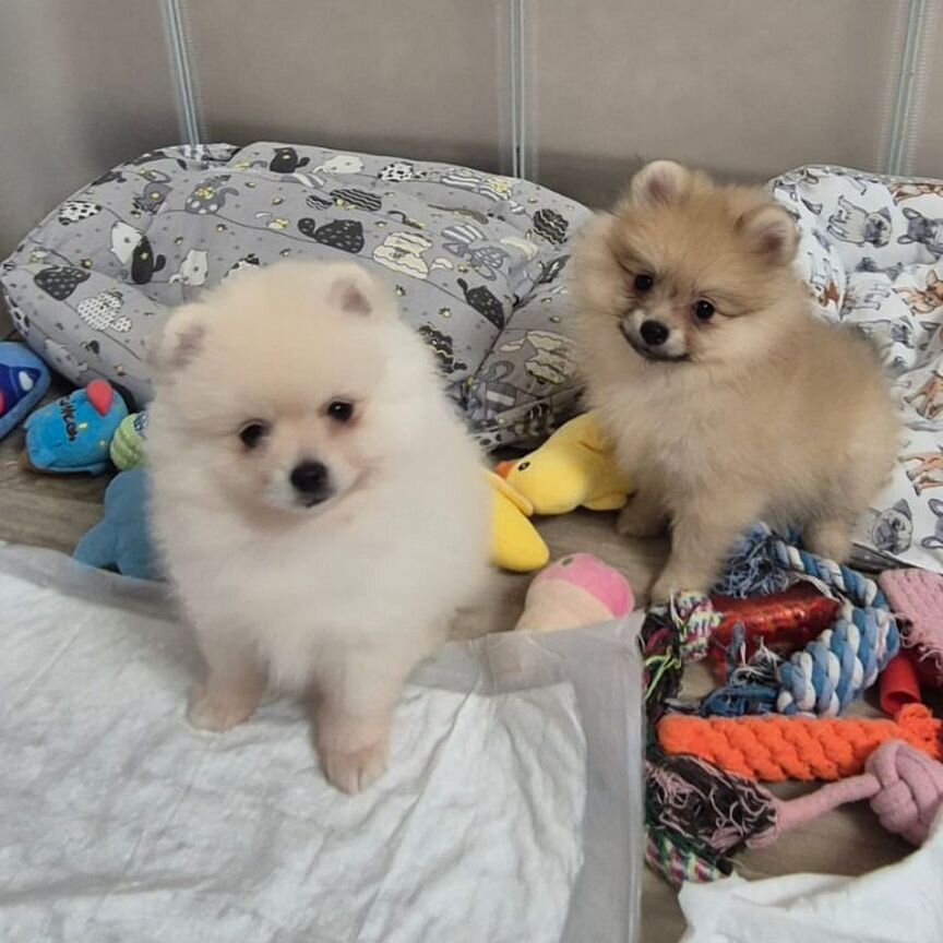 Померанский шпиц, щенок