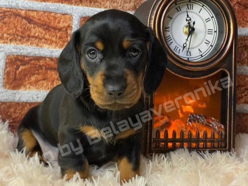 Чёрная мафия, щенки таксы, такса