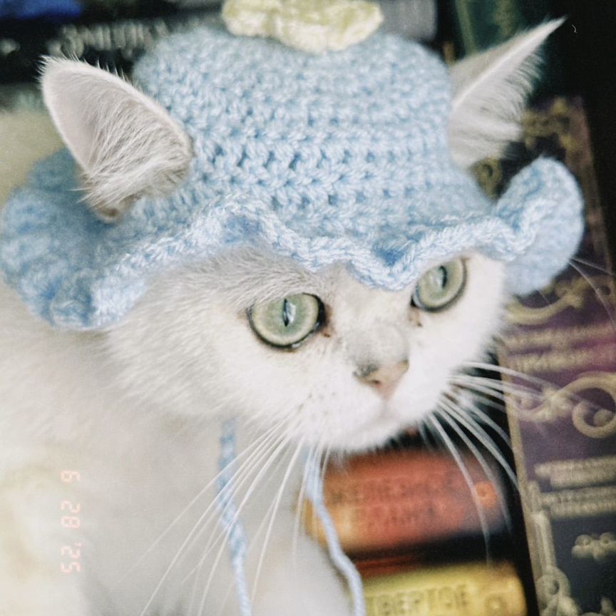 Шапочка для кота