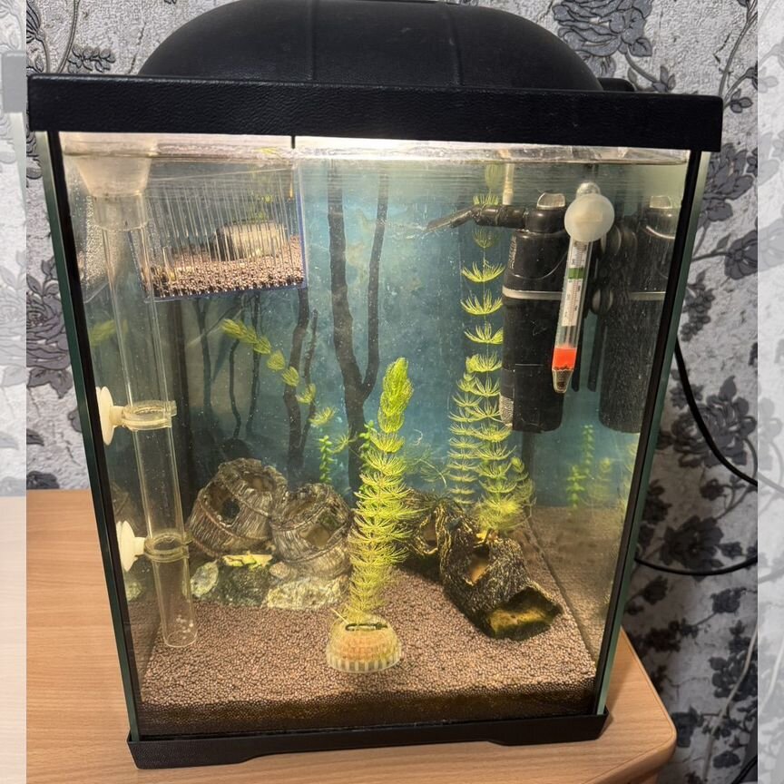 Аквариум 35л с сомами и креветками
