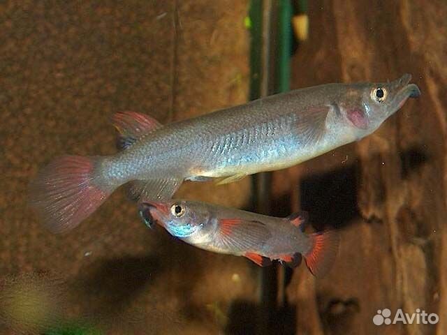 Полурыл(номорамфус) красно-чёрный