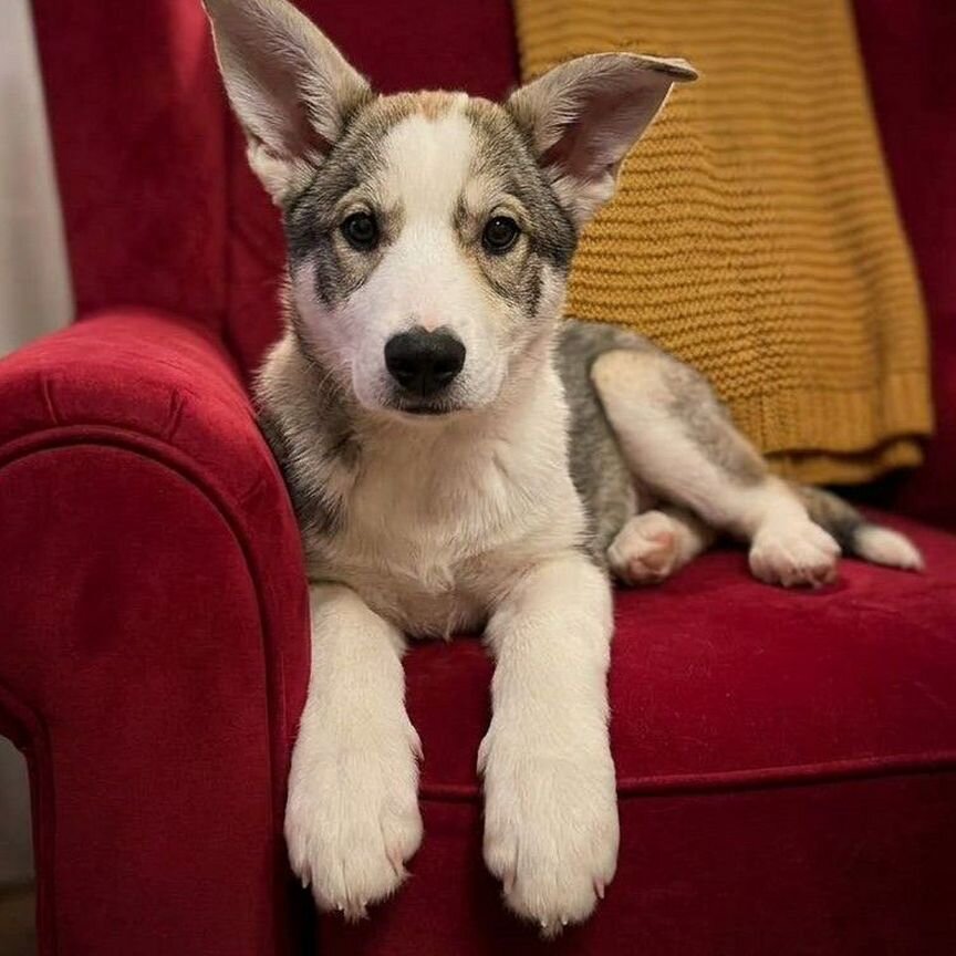 Щенок в добрые руки