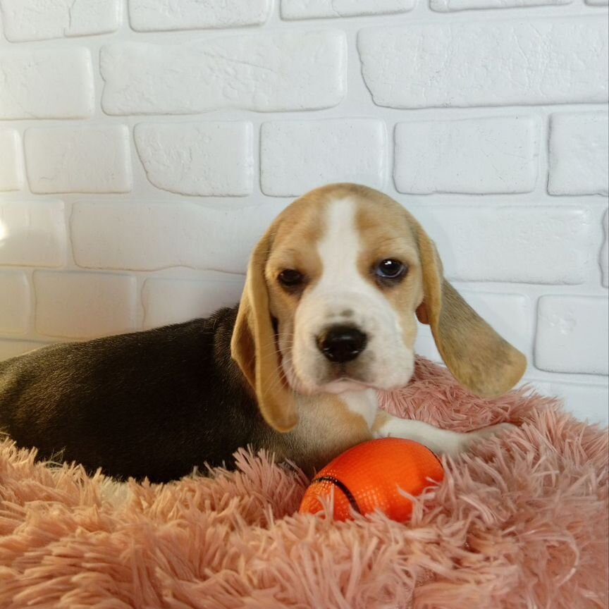 Шикарная девочка бигль