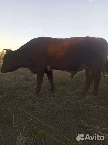 Бык пастбищный