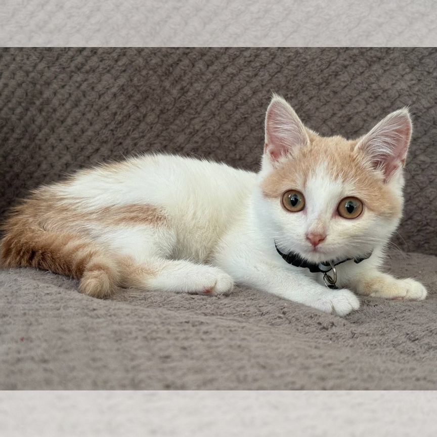 Взрослая кошка в добрые руки