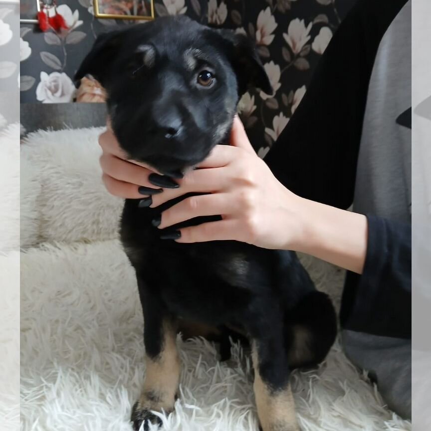 Знойная красотка Шейла ищет дом