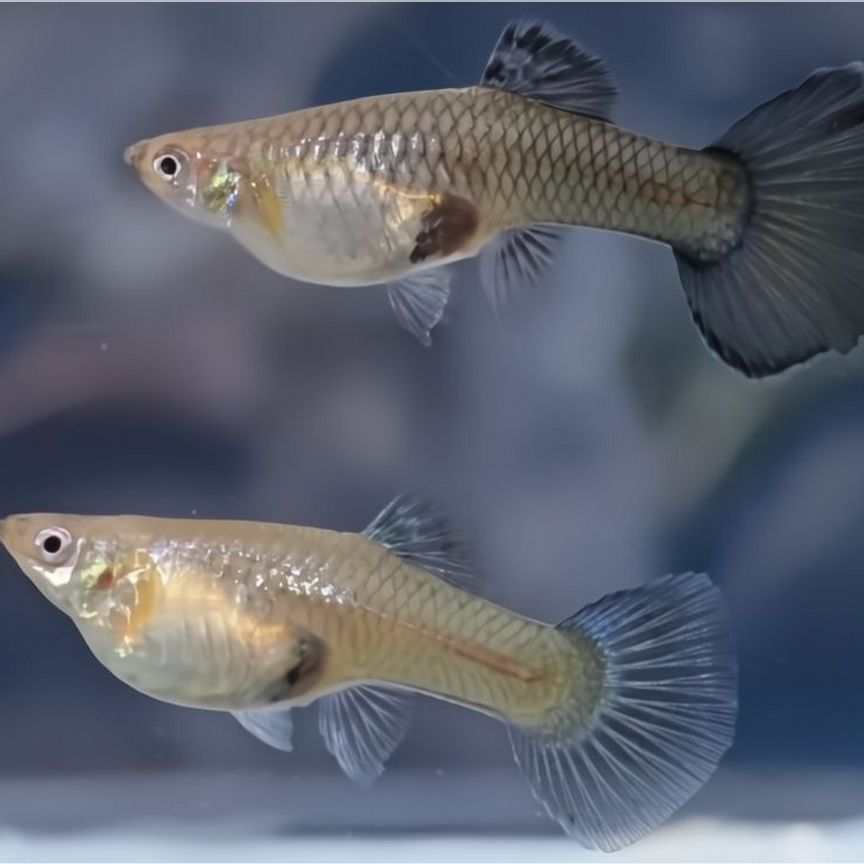 Мальки гуппи