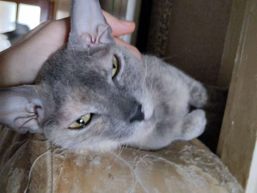 Кошка британская короткошёрстная