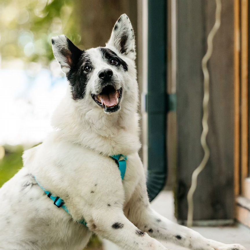 Собака в добрые руки