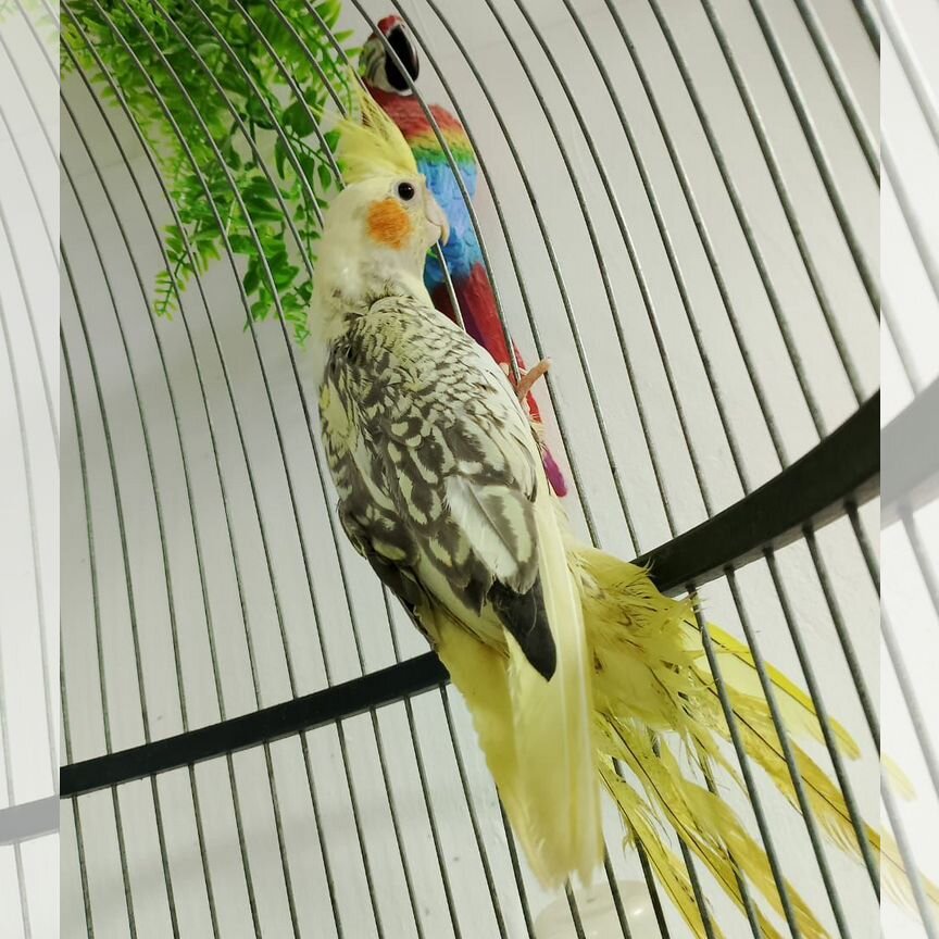 Попугай корелла