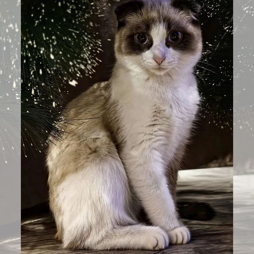 Шотландская вислоухая короткошёрстная кошка, вязка