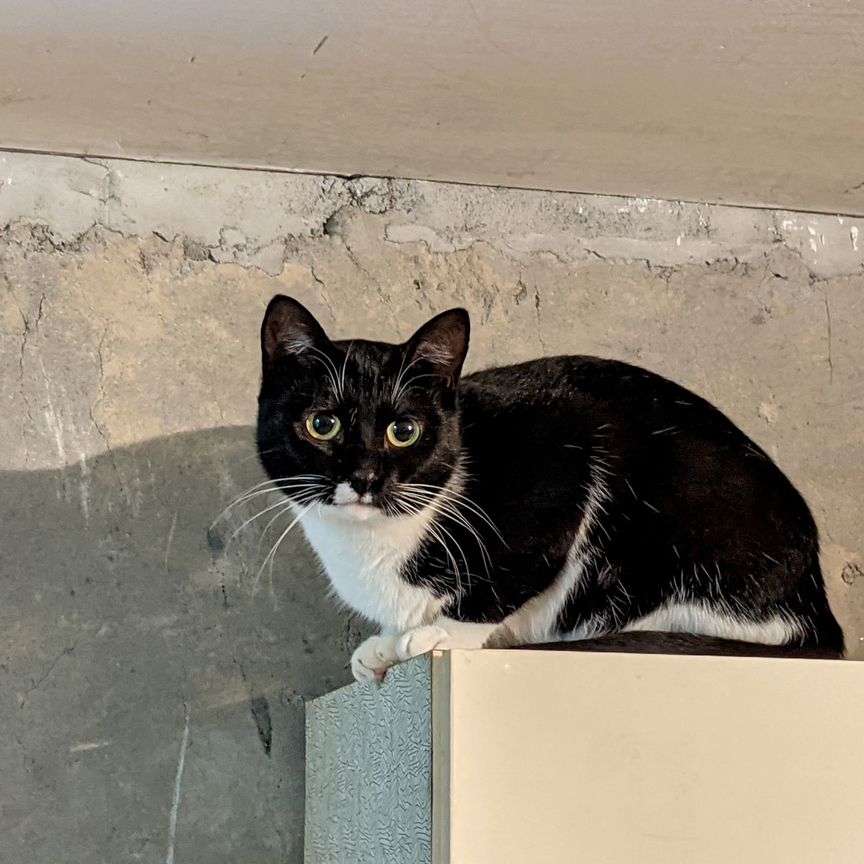 Кошка экстренно ищет дом