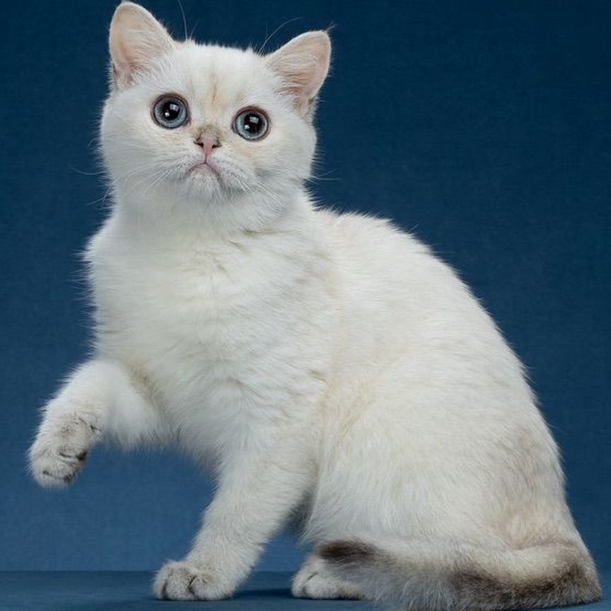 Британский короткошёрстный котёнок